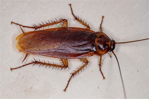 Cucaracha Americana Adulta De La Especie Periplaneta Americana Foto