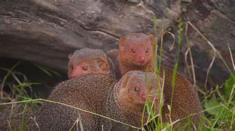 Startled Trio Of Common Dwarf Mongooses Hiding Below Fallen Tree Trunk