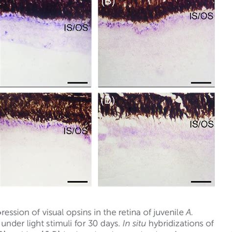 The Anableps Anableps A Anableps Anableps Female Specimen Dorsal