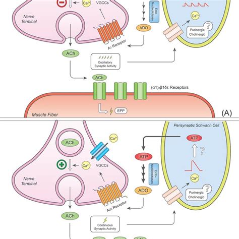 Hdac6 Inhibition Via Tuba Treatment Increases Grip Strength