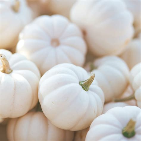 White Mini Pumpkin Autumn Harvest Pumpkins