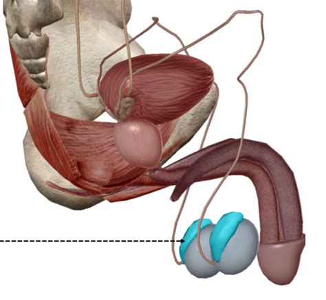 Lab Digestive System Flashcards Quizlet
