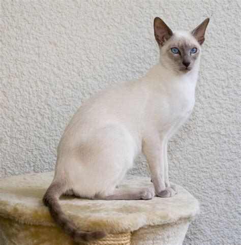 Il Siamese Un Felino Particolarmente Esigente E Intelligente