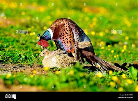 Common Pheasants Mating Stock Photo Alamy