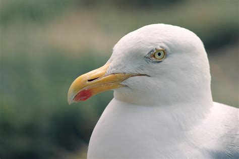 10000 Free Seagull Cry And Cry Images Pixabay