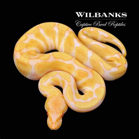 Albino Enchi 100 Het Clown Ball Python By Wilbanks Captive Bred Reptiles
