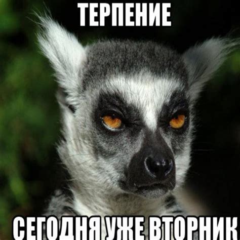 Прикольная картинка про вторник с надписями поздравляйте бесплатно на
