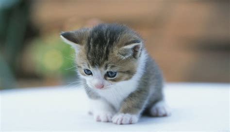 Gato Tierno Pequeño Gatos Bonitos Perros Y Gatos Tiernos Gatitos Adorables
