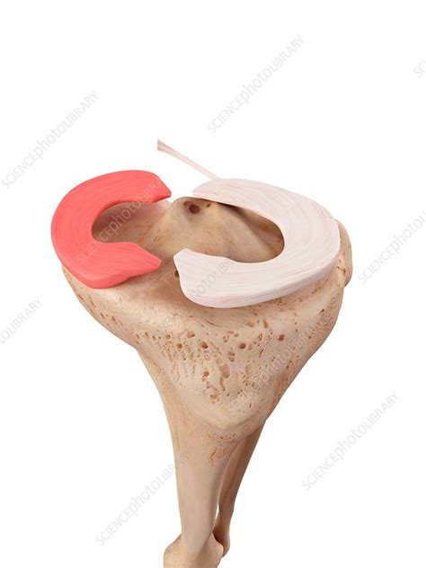 Human Knee Anatomy Stock Image F Science Photo Library