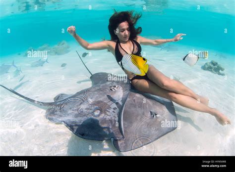 Tahiti South Pacific An Incredible Picture Of A Poisonous Stingray