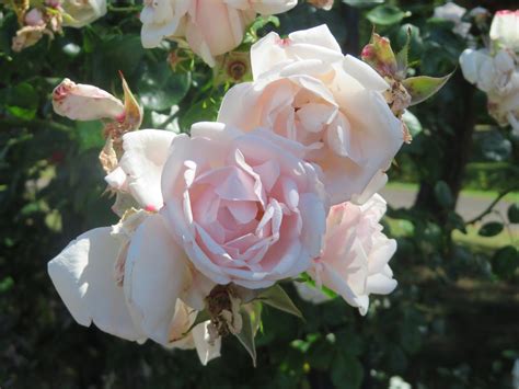 White Roses By Ingeline Art On Deviantart