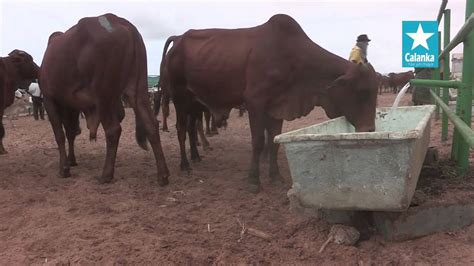 Xoolaha Nool Ee Laga Dhoofiyo Xamar Youtube