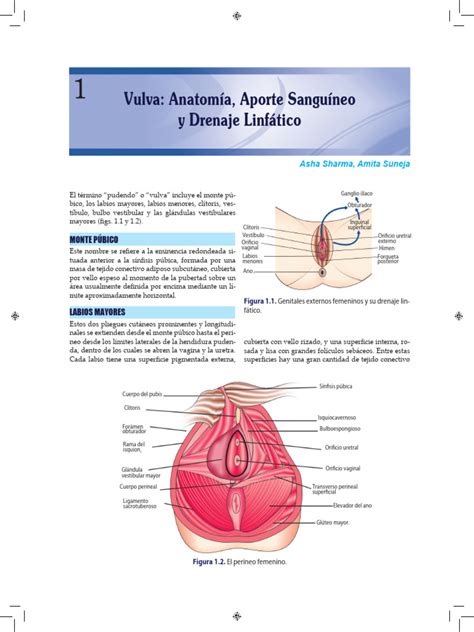 Anatomía De La Vulva Y Vagina Pdf Labios Vagina
