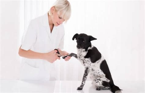 犬を飼うのにいくら必要？1日、月、年間、生涯にかかる費用を計算してみた もふ活わんこ