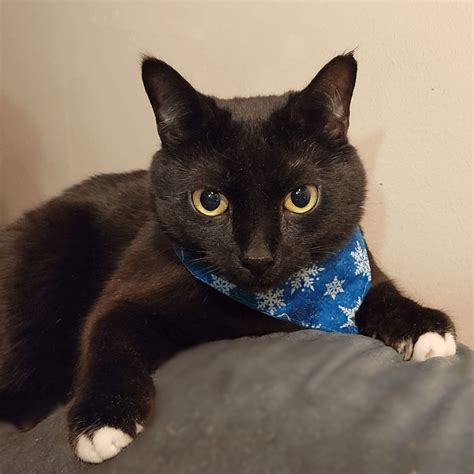 Flynn Is Now A Kitty Model Rcatswithsocks