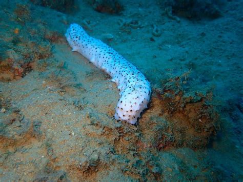 Rare Albino Sea Cucumber Filmed In Croatian Waters Total Croatia