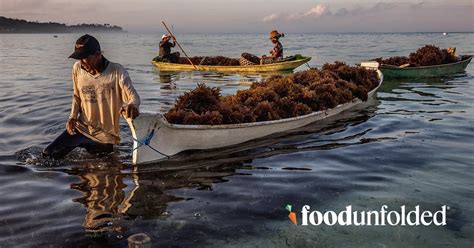 Seaweed Farming Silver Bullet Or Something Else Foodunfolded