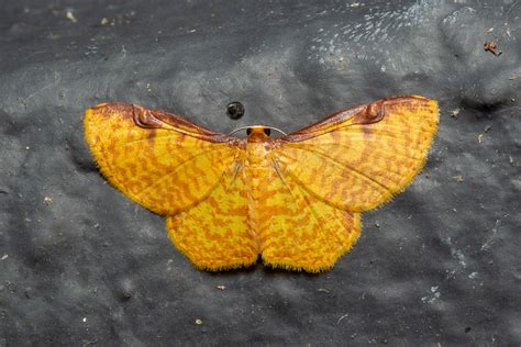 Eois Plicata From Mcm Nature Discovery Villa Stephens Place Fraser