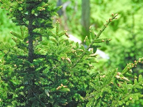 Red Spruce Picea Rubens Level Up Garden