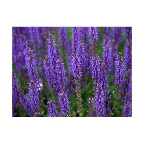 Hyssop Seeds Vibrant Purple Flowers The Seed Guy