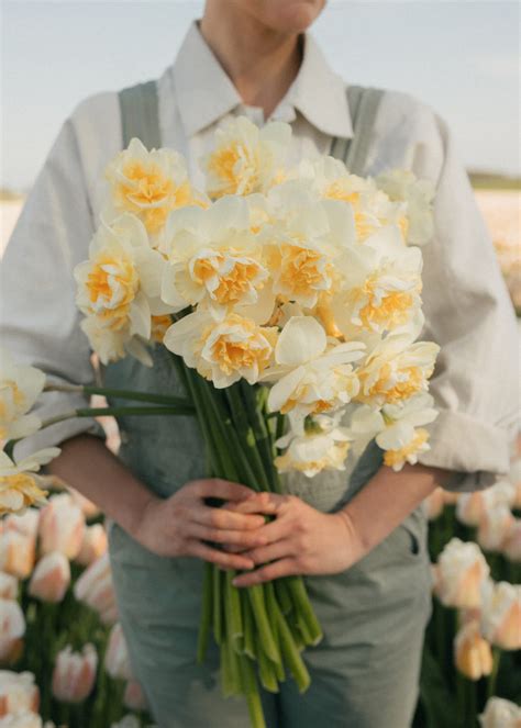 Bulbs Narcissus Romantic Paradise Buy Bulbs Online Florea
