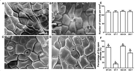 Sem Analysis Of The Differences Of The Leaf Epidermis Between The St