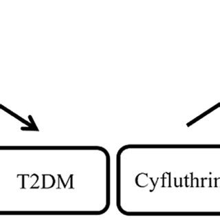 The Conceptual Mediation Model Of The Relationship Between