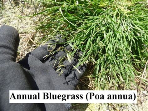 Annual Bluegrass Poa Annua For Front Yard Gardens Nursery