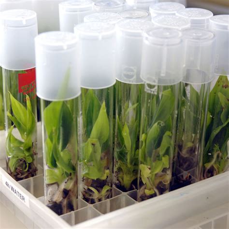 Real Plant Mutations