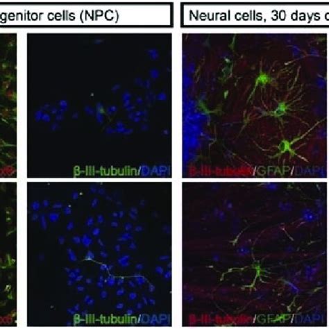 2 Ipsc Neural Cell Culture Download Scientific Diagram