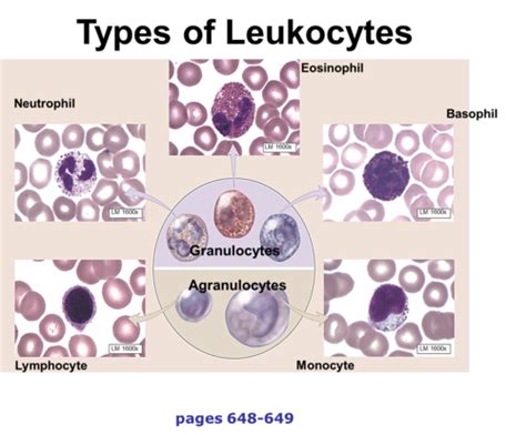 A P II Lecture Chapter 22 Immune System Flashcards Quizlet