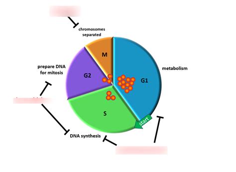 Cancer Therapies Diagram Quizlet