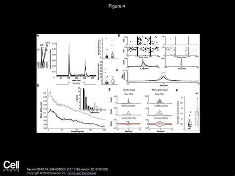 Sensory Experience Restructures Thalamocortical Axons During Adulthood