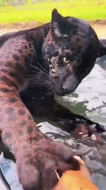 Pramit Kumar Senapati On Linkedin Innovation Hoomanboop Predatorsexist