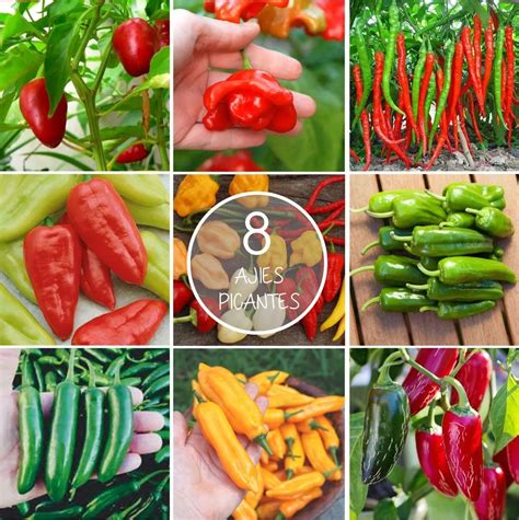 Combo Semillas Ajies Chiles Picantes 8 Variedades Mebuscar Argentina