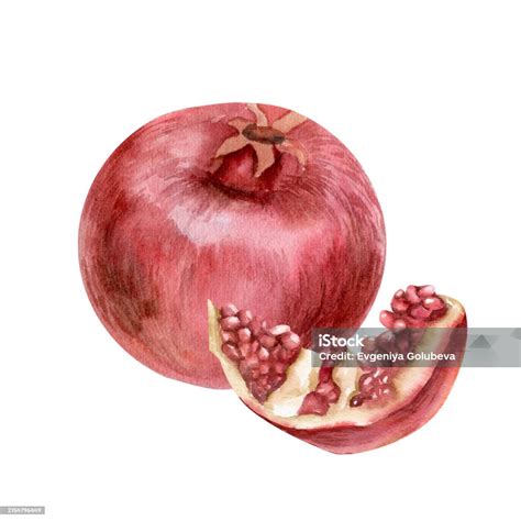 빨간 신선한 석류는 씨앗 수채화 그림에 반 조각으로 익었습니다 손으로 그린 이국적인 과일 클립 아트 주스 포장 라벨 로고 소스 병 디자인 신선한 코테일 데코 화장품 팩