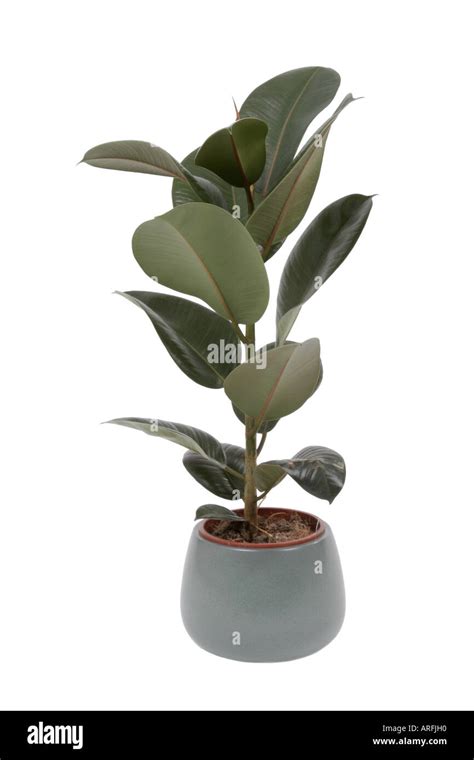 Indian Rubber Tree Rubber Plant Ficus Elastica Potted Plant Stock