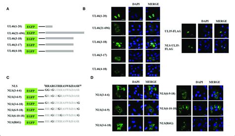 Precise Identification Of The Nls Of Ul46 A A Schematic