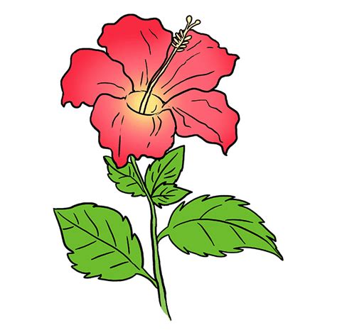 ハイビスカス イラスト フリーイラスト素材いらすとや JP
