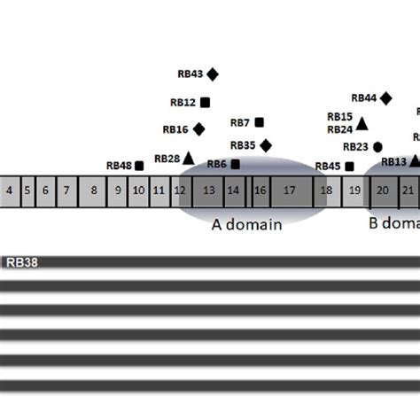 Schematic Representation Of Sequence Mutations Across Rb1 Gene