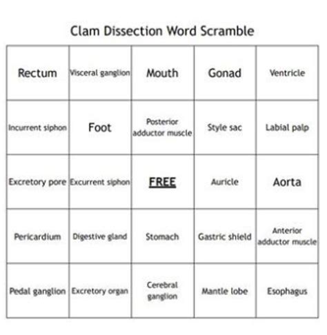 Clam Dissection Bingo Game Amped Up Learning