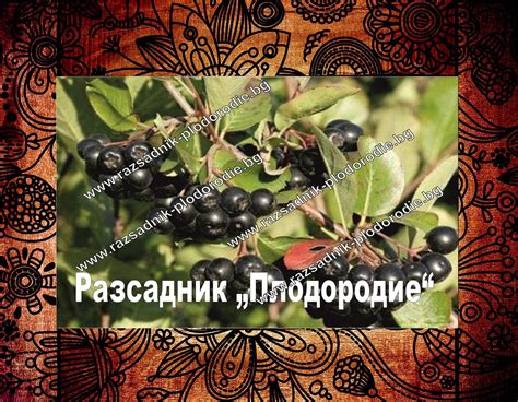 Плодни храсти - Разсадник Плодородие