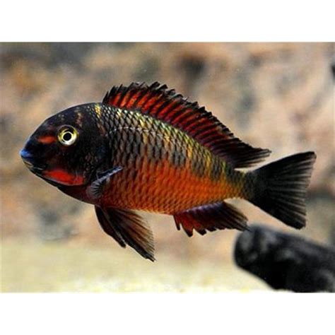 Tropheus Moorii Chimba Moorii Chimba 3 5 5 Cm