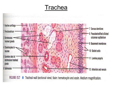 Trachea Histology Labeled Seromucous Glands