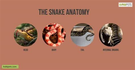 How To Determine A Snake S Sex Kobi Pets