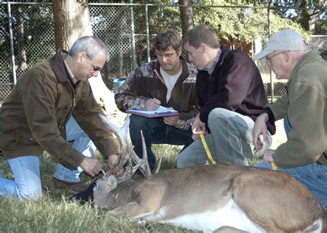 Msus Deer Lab Finds Midwest Antlers Largest Mississippi State