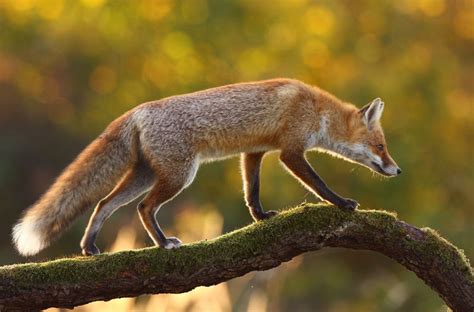 Hinterland Who's Who - Red Fox