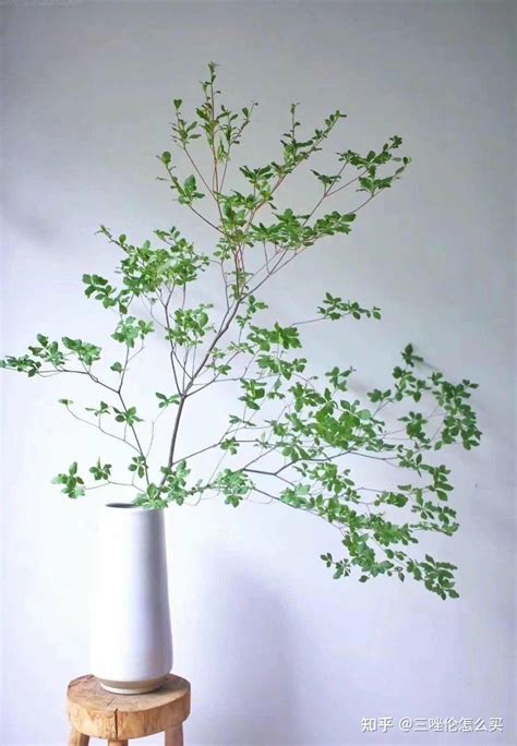 高中生作文可摘抄引用的句子 知乎