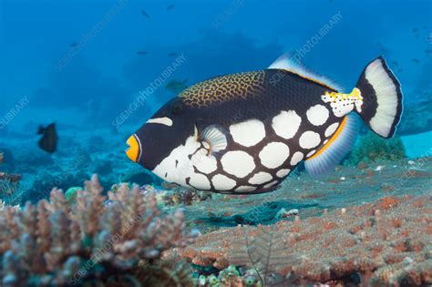 Clown Triggerfish Stock Image C0319501 Science Photo Library