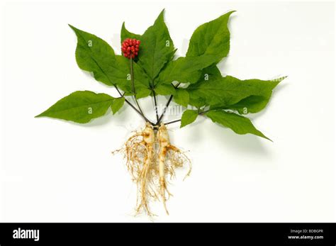 Ginseng (Panax ginseng). Arrangement of fruit leaves and roots Stock ...